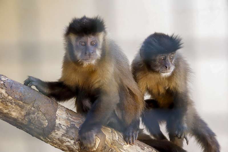 Fêmeas de macaco-prego recuperadas são devolvidas à natureza - Diário ...