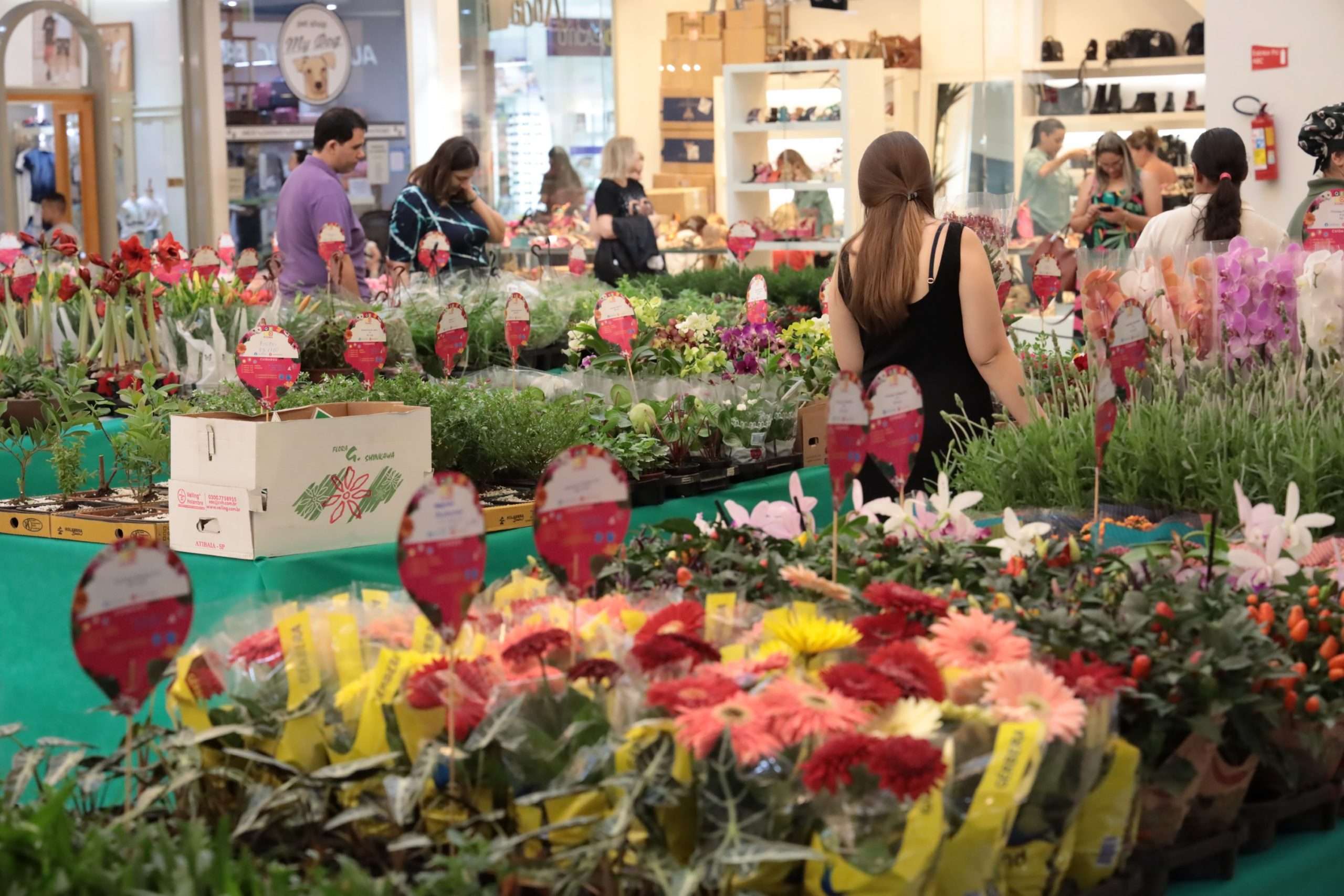 Feira das flores e plantas de Holambra está de volta em Rio Preto ...